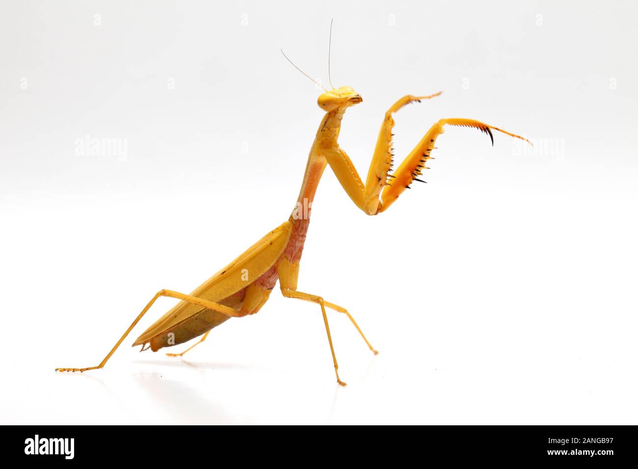 Giant Asian Yellow Praying Mantis (Hierodula membranacea) isolated on ...