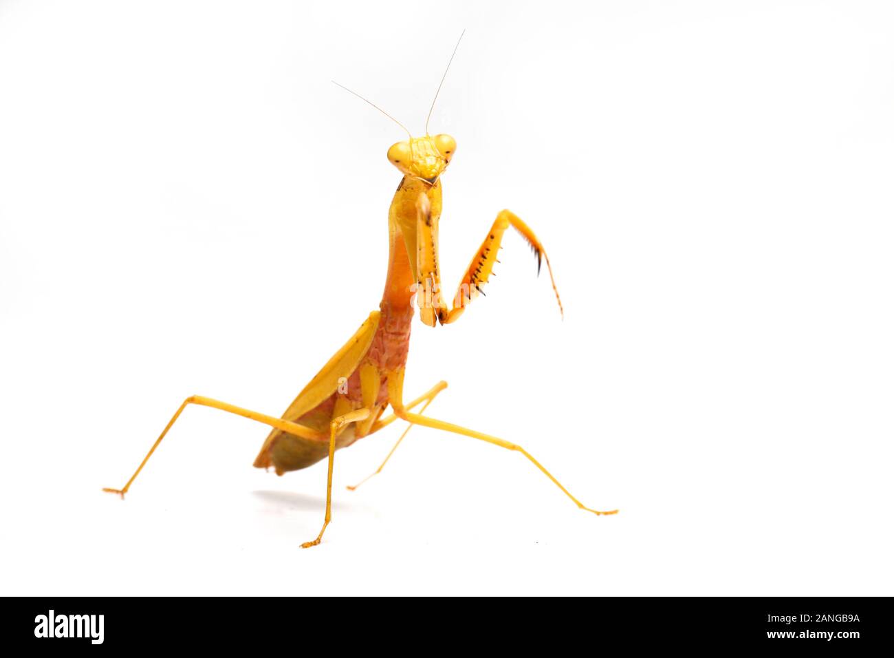 Giant Asian Yellow Praying Mantis (Hierodula membranacea) isolated on ...
