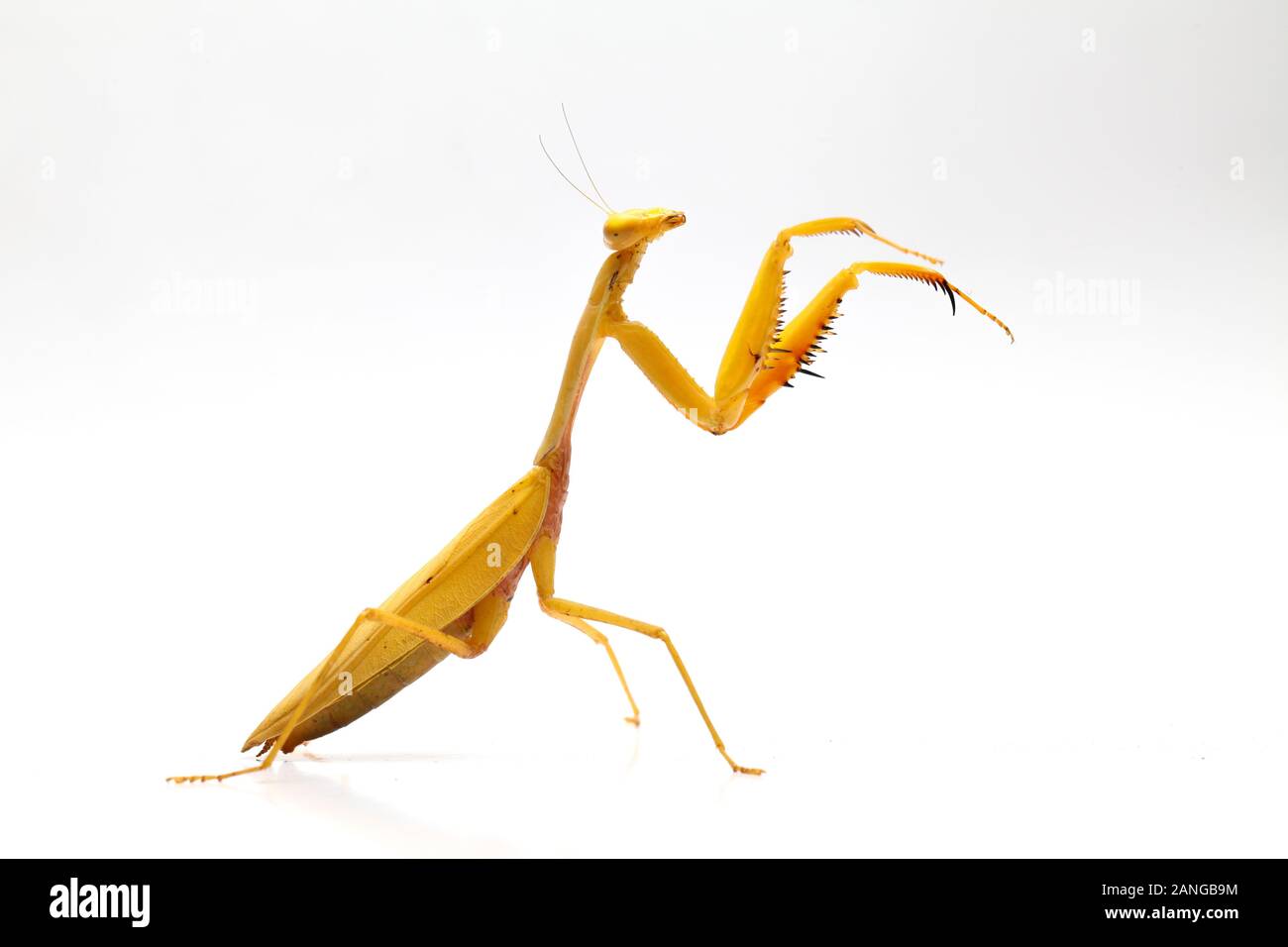 Giant Asian Yellow Praying Mantis (Hierodula membranacea) isolated on ...