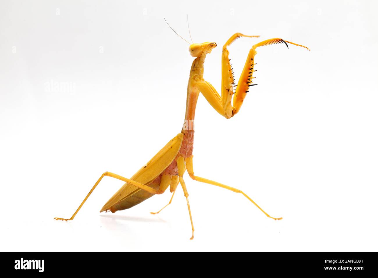 Giant Asian Yellow Praying Mantis (Hierodula membranacea) isolated on ...