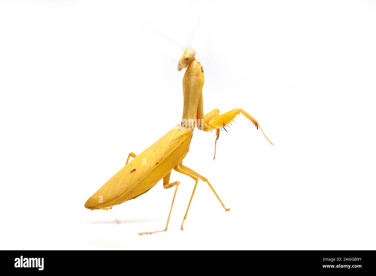 Giant Asian Yellow Praying Mantis (Hierodula membranacea) isolated on ...