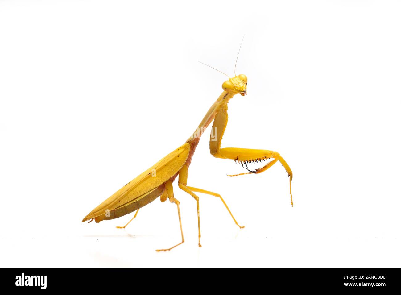 Giant Asian Yellow Praying Mantis (Hierodula membranacea) isolated on ...