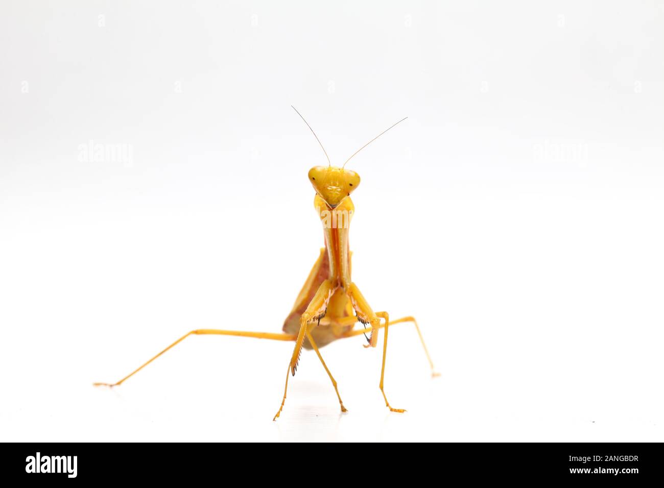 Giant Asian Yellow Praying Mantis (Hierodula membranacea) isolated on ...
