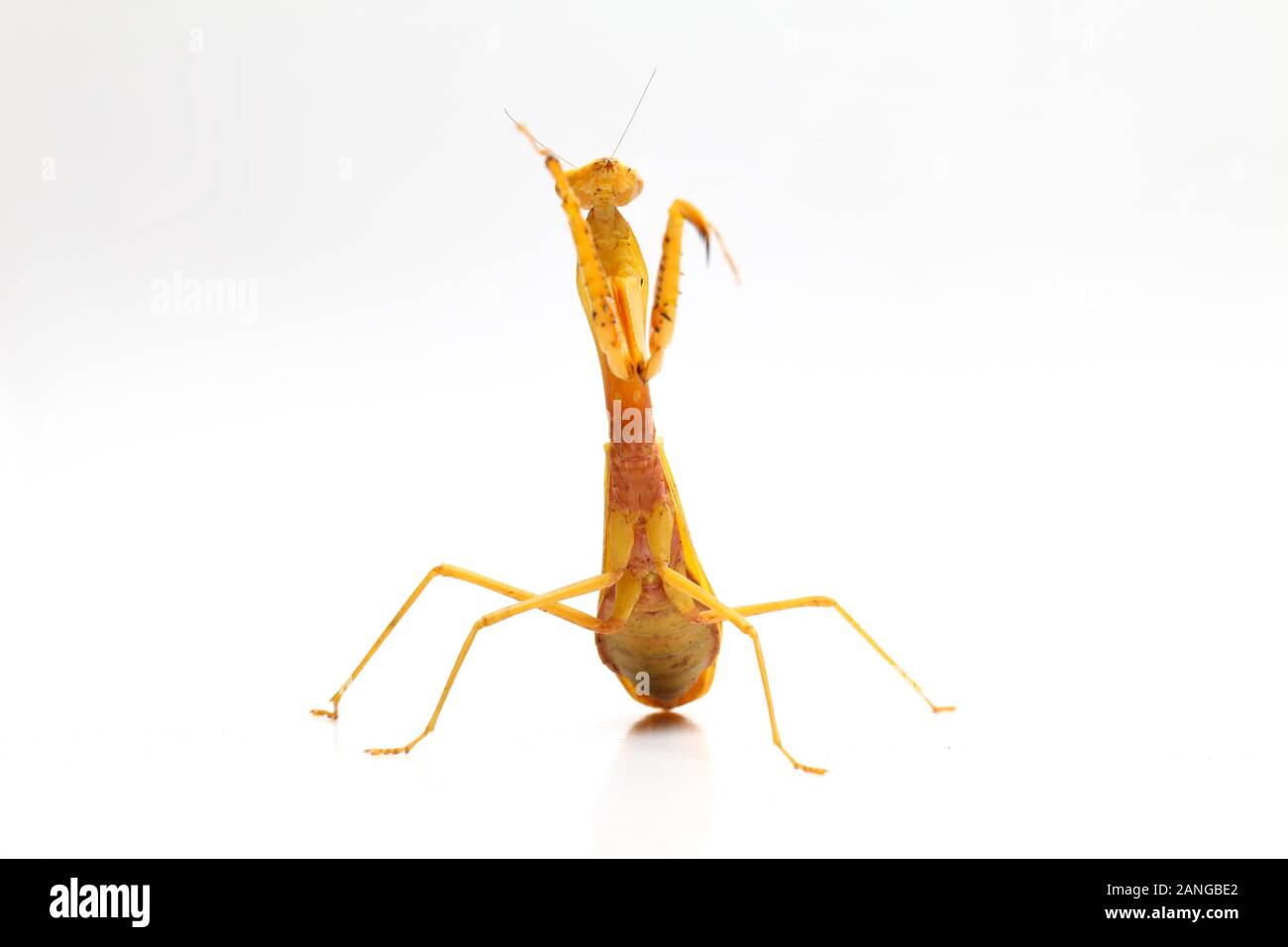 Giant Asian Yellow Praying Mantis (Hierodula membranacea) isolated on ...