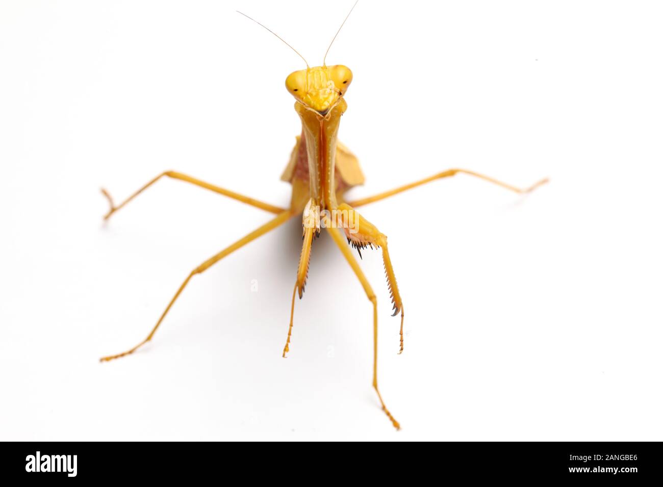 Giant Asian Yellow Praying Mantis (Hierodula membranacea) isolated on ...