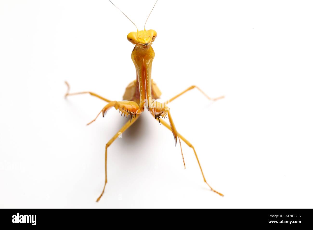 Giant Asian Yellow Praying Mantis (Hierodula membranacea) isolated on ...