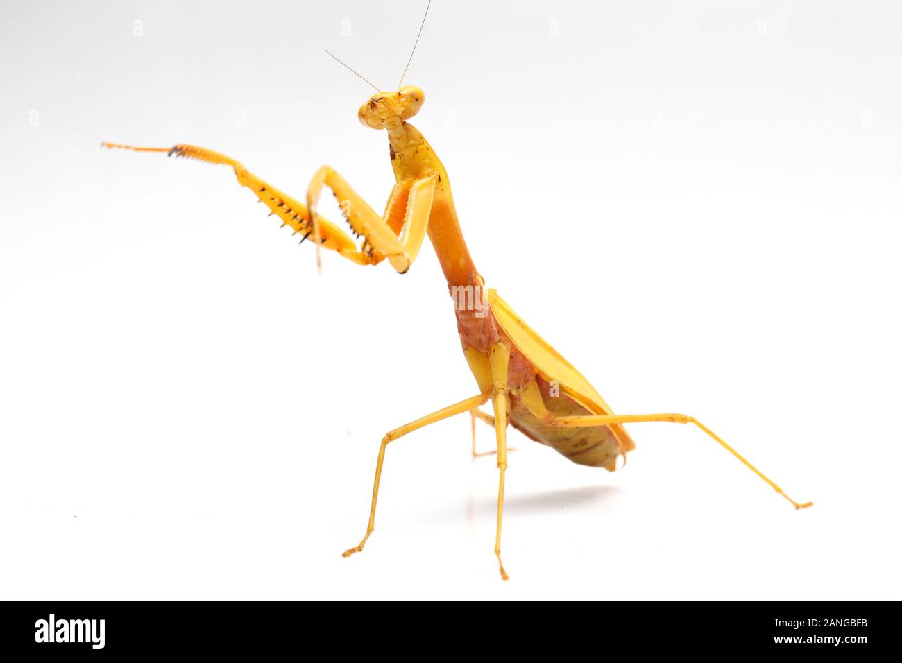 Giant Asian Yellow Praying Mantis (Hierodula membranacea) isolated on ...