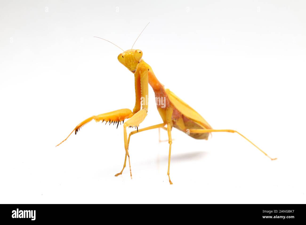 Giant Asian Yellow Praying Mantis (Hierodula membranacea) isolated on ...