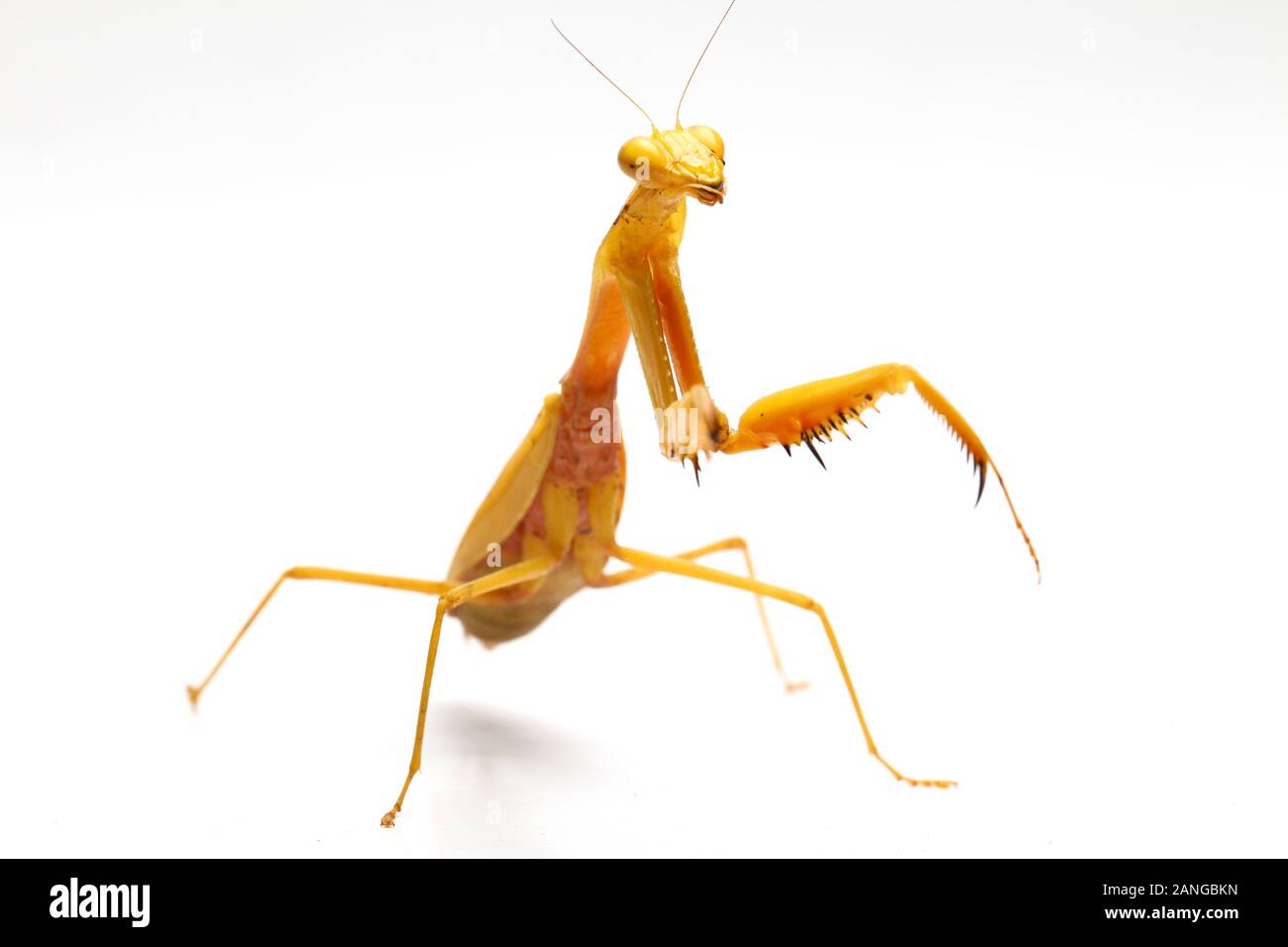 Giant Asian Yellow Praying Mantis (Hierodula membranacea) isolated on ...