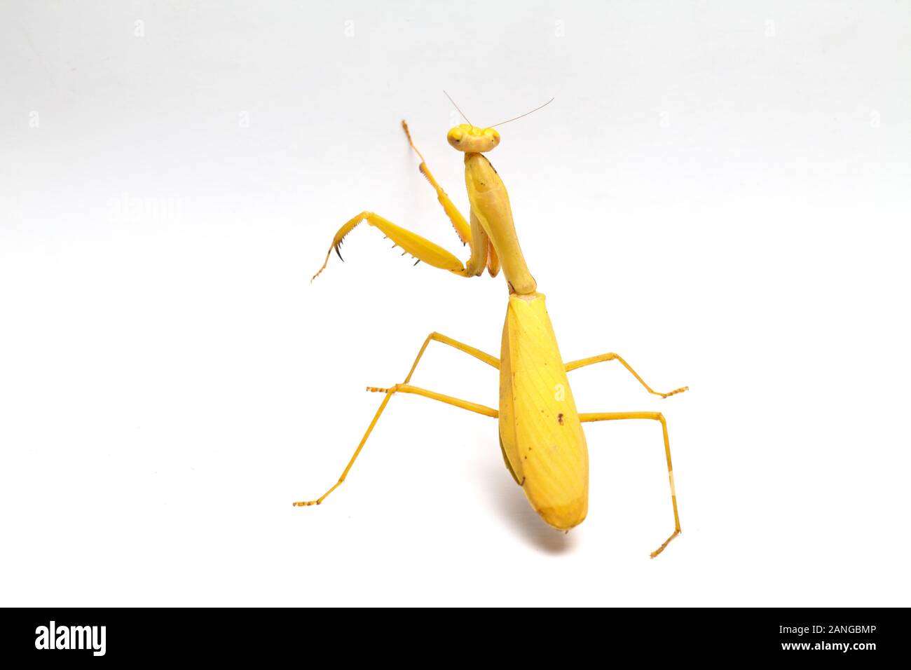 Giant Asian Yellow Praying Mantis (Hierodula membranacea) isolated on ...