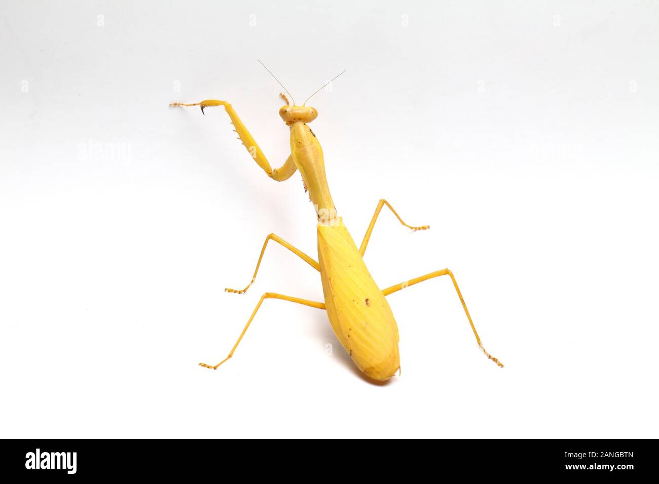 Giant Asian Yellow Praying Mantis (Hierodula membranacea) isolated on ...