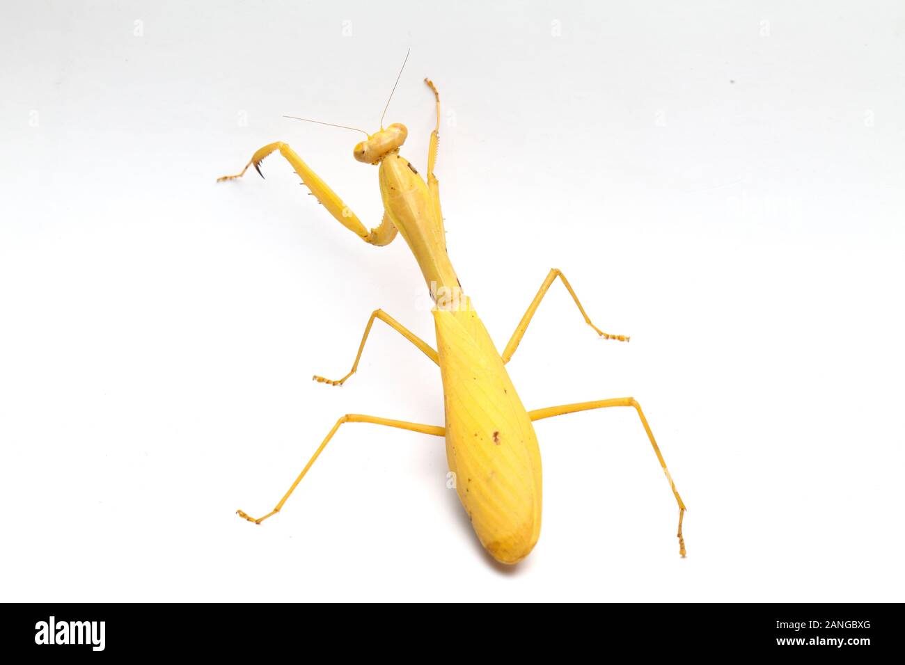 Giant Asian Yellow Praying Mantis (Hierodula membranacea) isolated on ...