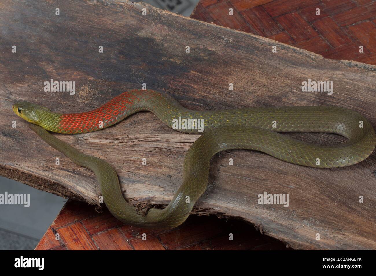 RED NECKED KEELBACK, Rhabdophis subminiatus VENOMOUS COMMON, family ...