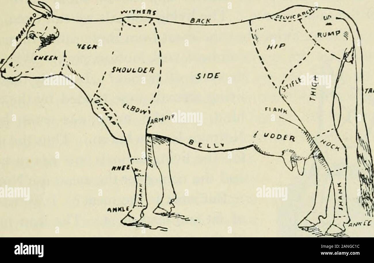 Agriculture . cattle:. «3i Dairy Cattle.—Figure 72 shows the general ...