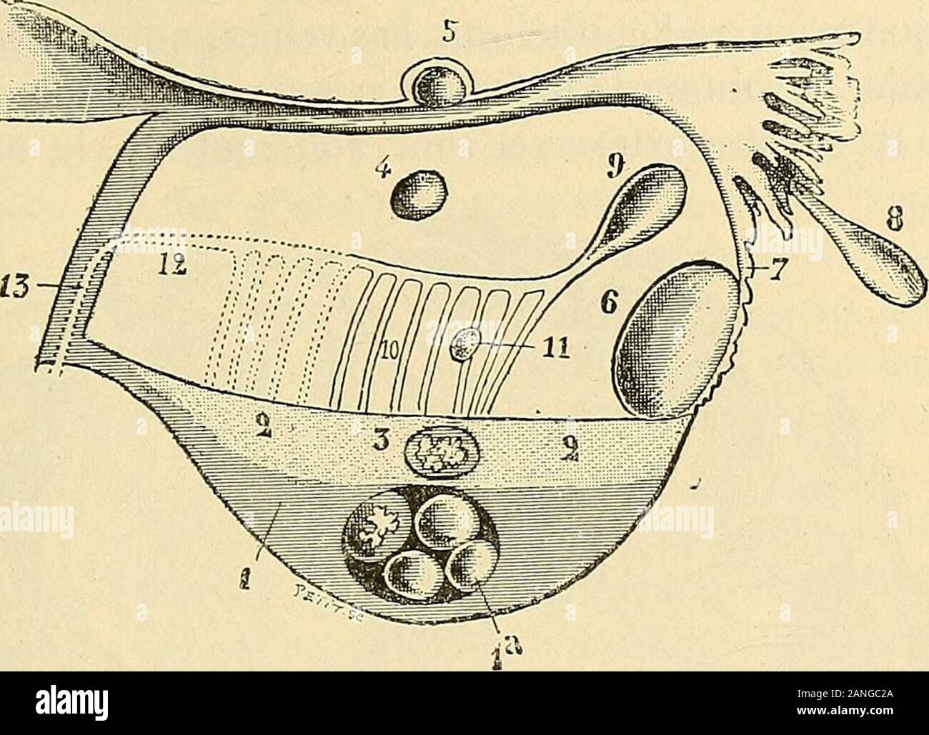Traité de gynécologie clinique et opératoire . deux ovules et permet ...