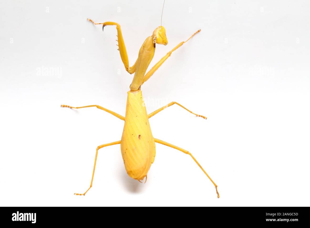 Giant Asian Yellow Praying Mantis (Hierodula membranacea) isolated on ...