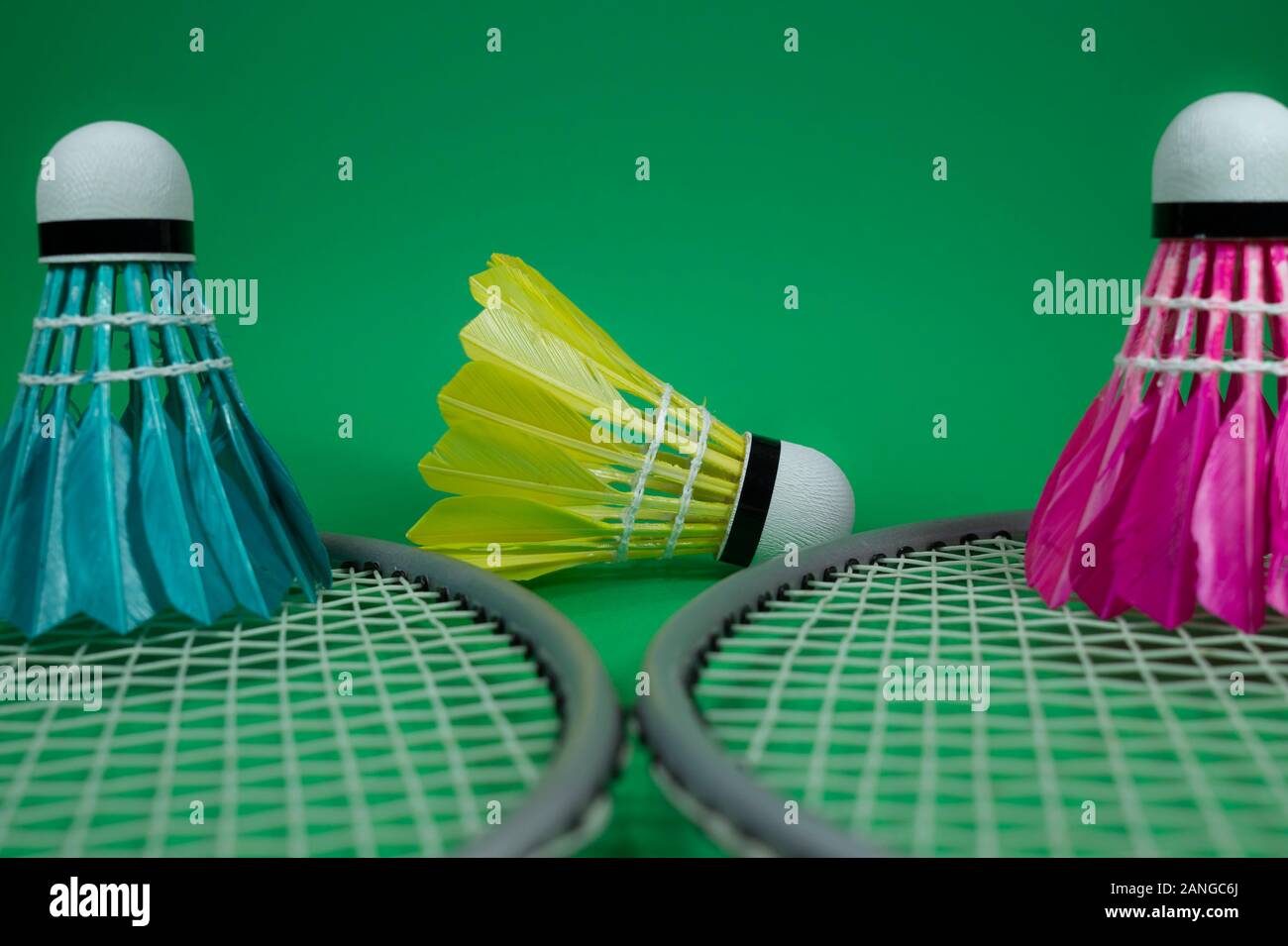 Badminton rackets and colorful feathered shuttlecocks in blue, yellow ...