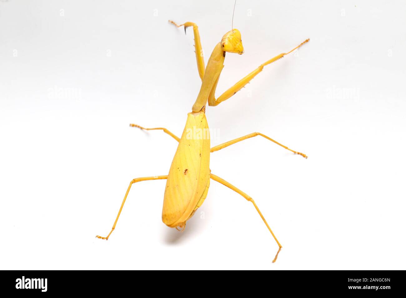 Giant Asian Yellow Praying Mantis (Hierodula membranacea) isolated on ...