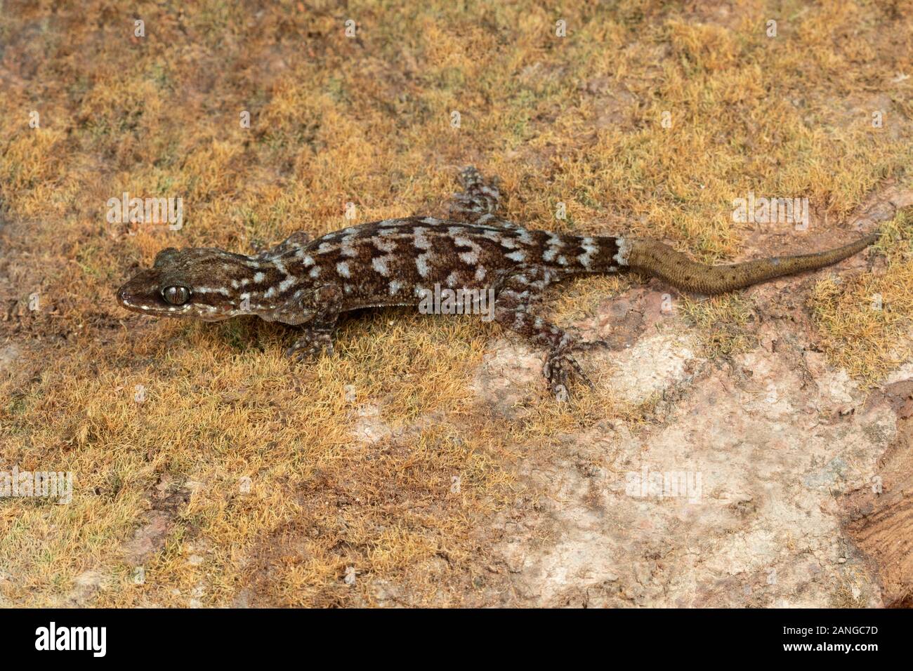 Bent toed gecko, Cyrtodactylus sp., nocturnal geckos, Himalayas ...