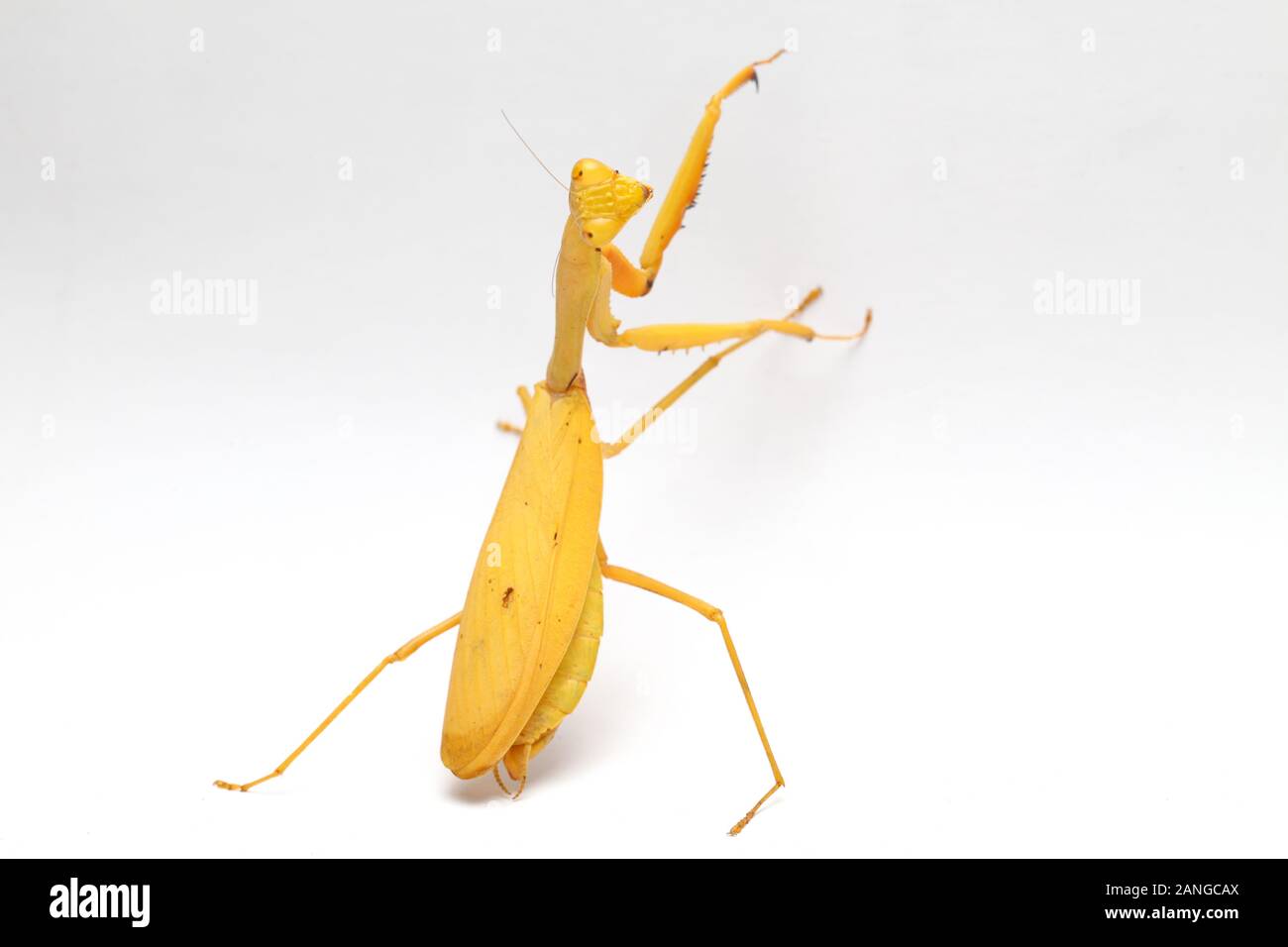 Giant Asian Yellow Praying Mantis (Hierodula membranacea) isolated on ...