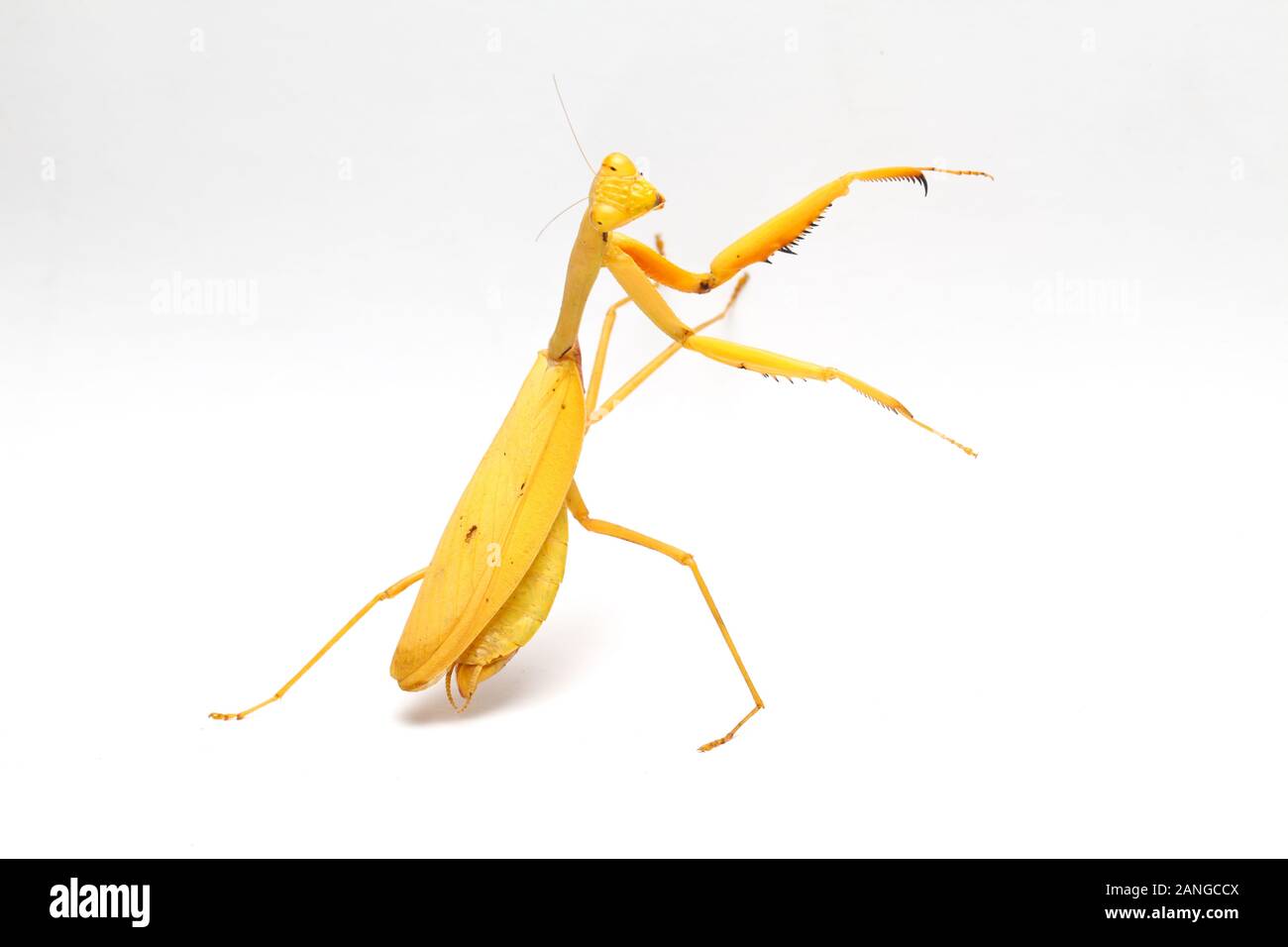 Giant Asian Yellow Praying Mantis (Hierodula membranacea) isolated on ...