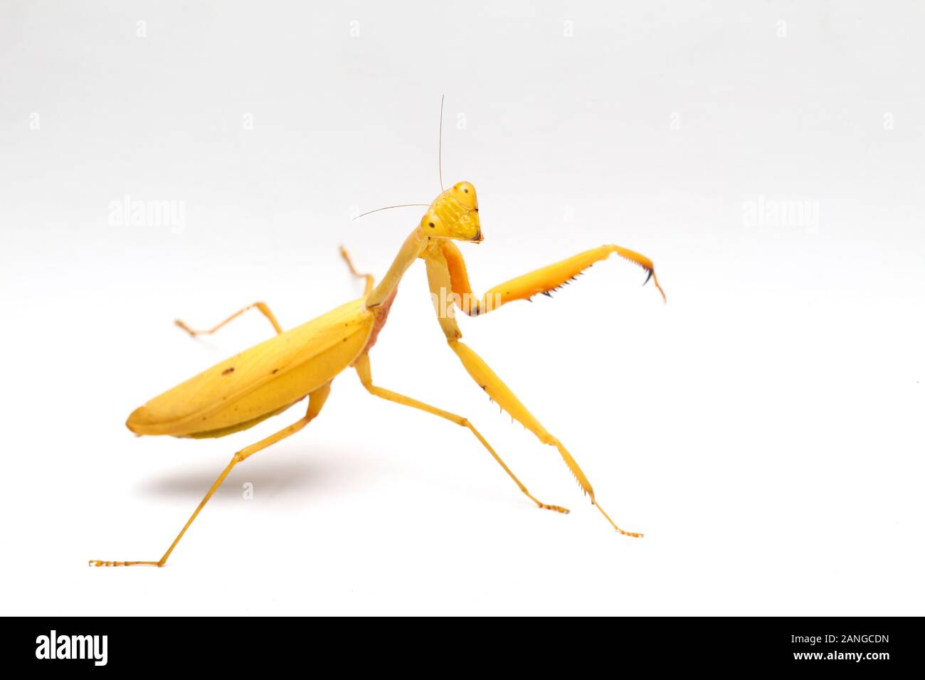 Giant Asian Yellow Praying Mantis (Hierodula membranacea) isolated on ...