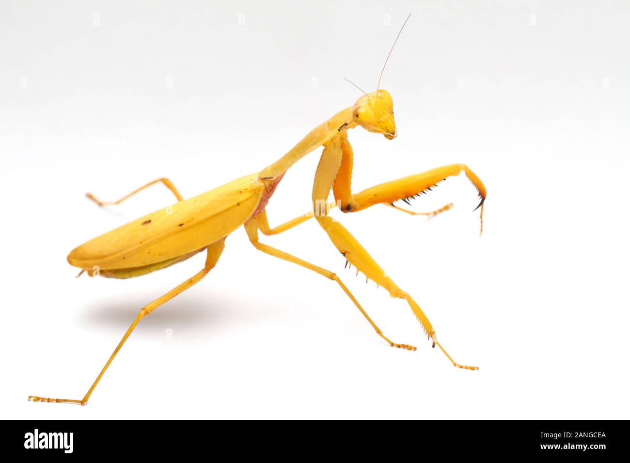 Giant Asian Yellow Praying Mantis (Hierodula membranacea) isolated on ...