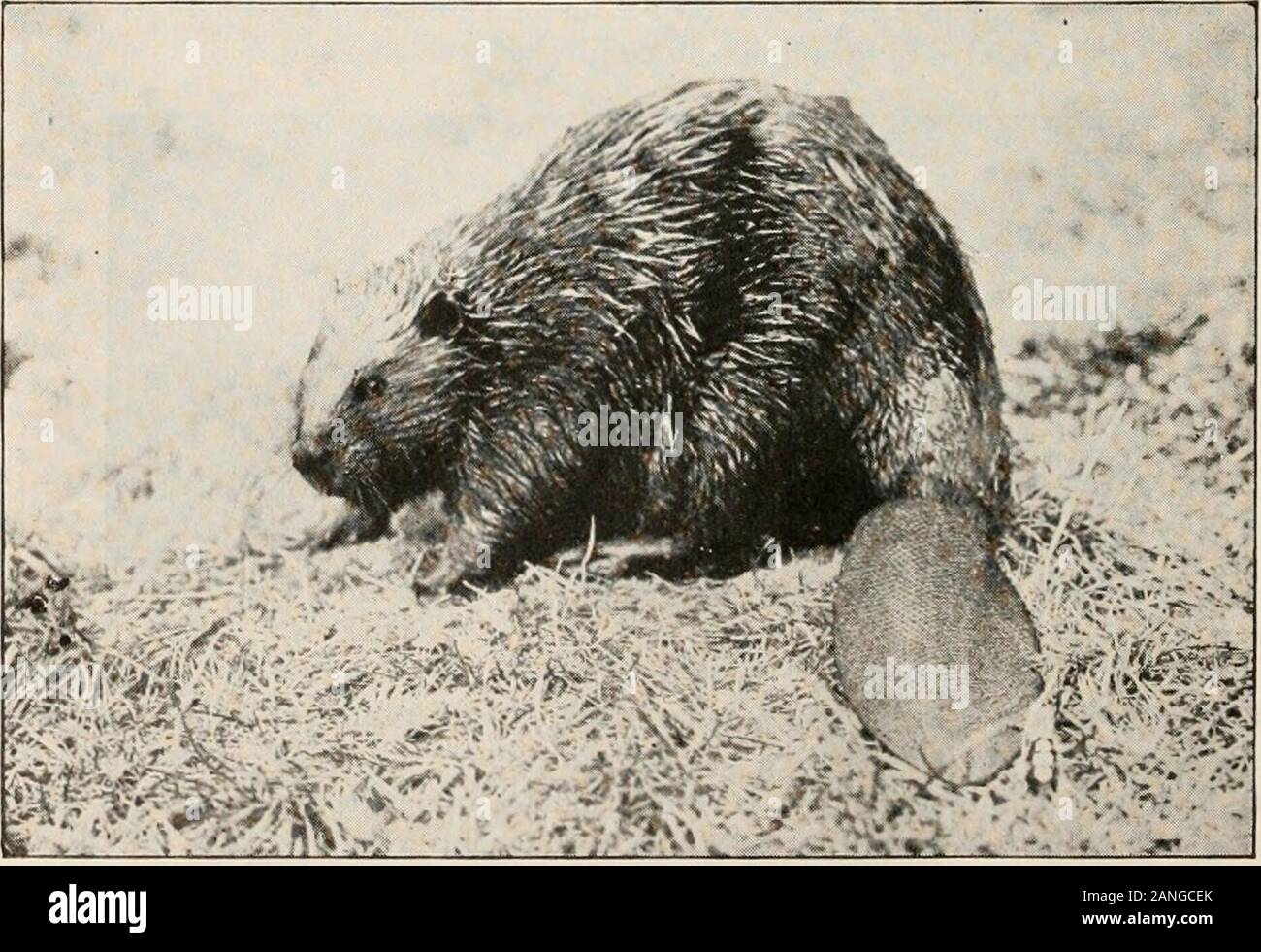 Paca rodent hi-res stock photography and images - Alamy