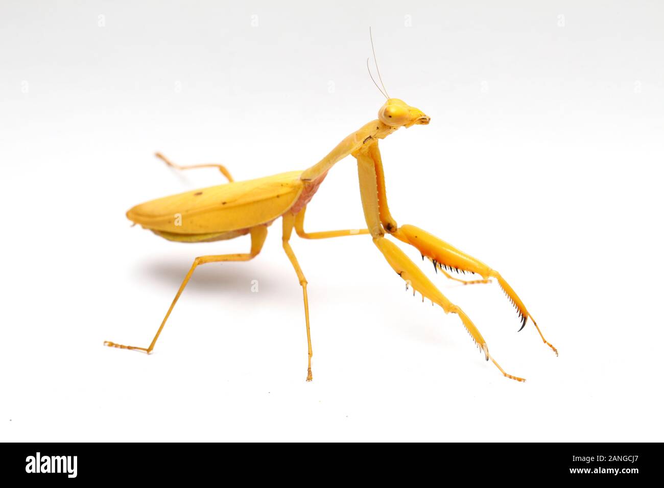 Giant Asian Yellow Praying Mantis (Hierodula membranacea) isolated on ...