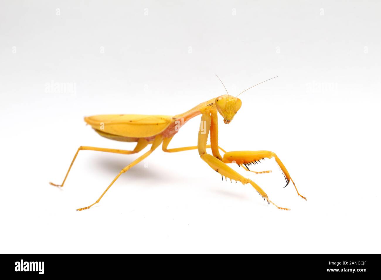 Giant Asian Yellow Praying Mantis (Hierodula membranacea) isolated on ...