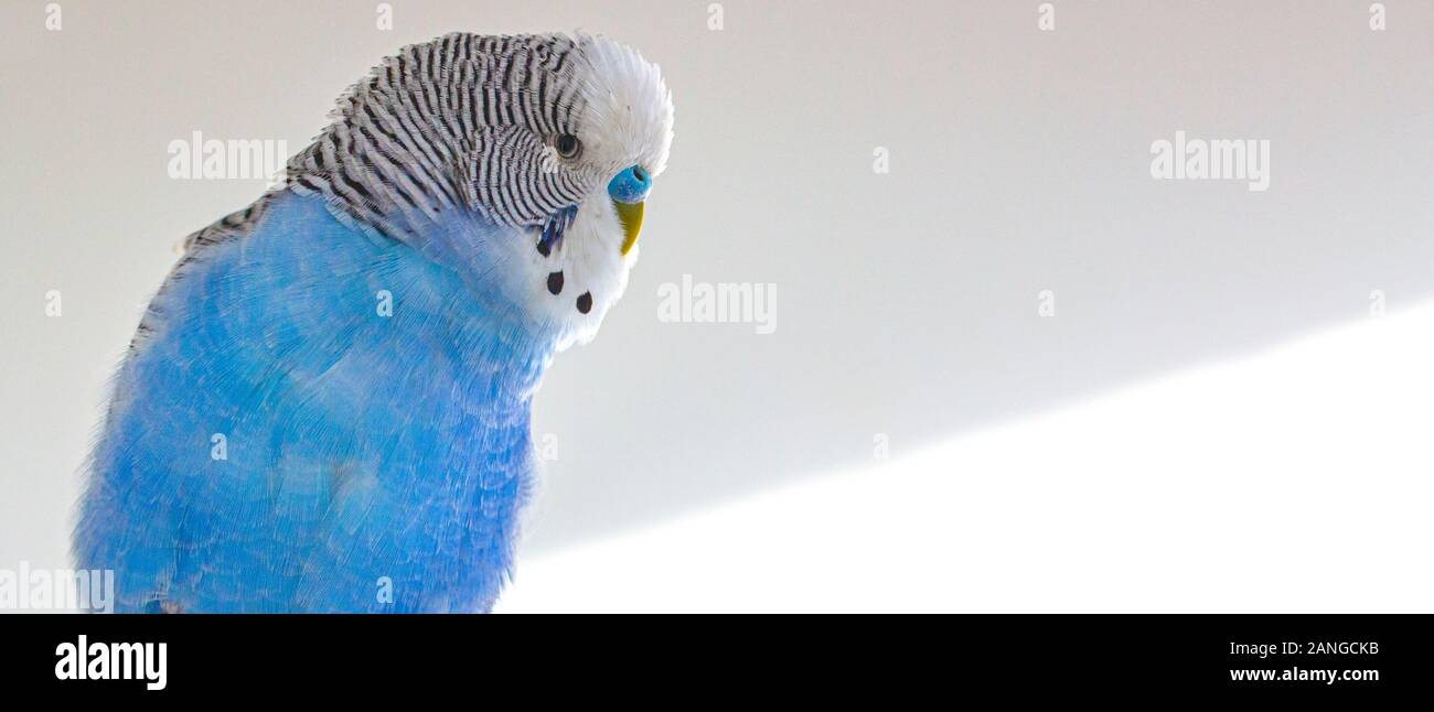 The head of a blue wavy parrot, on a white background Stock Photo - Alamy