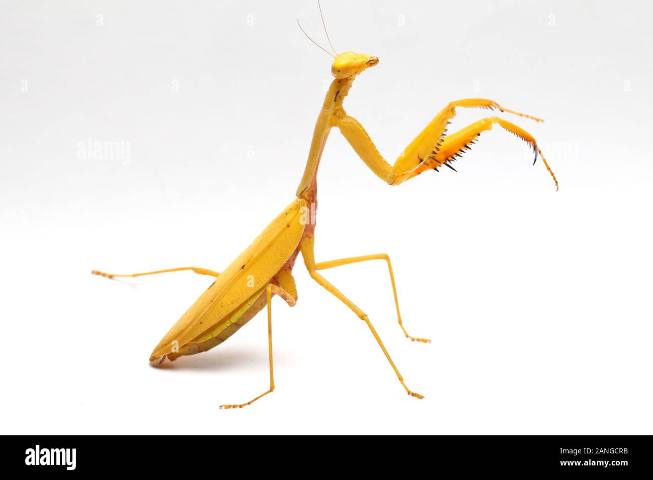 Giant Asian Yellow Praying Mantis (Hierodula membranacea) isolated on ...