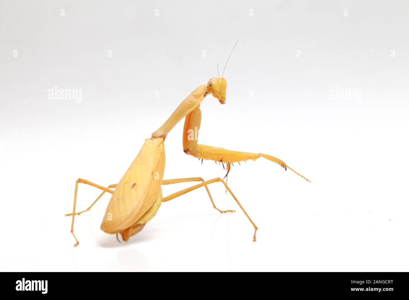Giant Asian Yellow Praying Mantis (Hierodula membranacea) isolated on ...