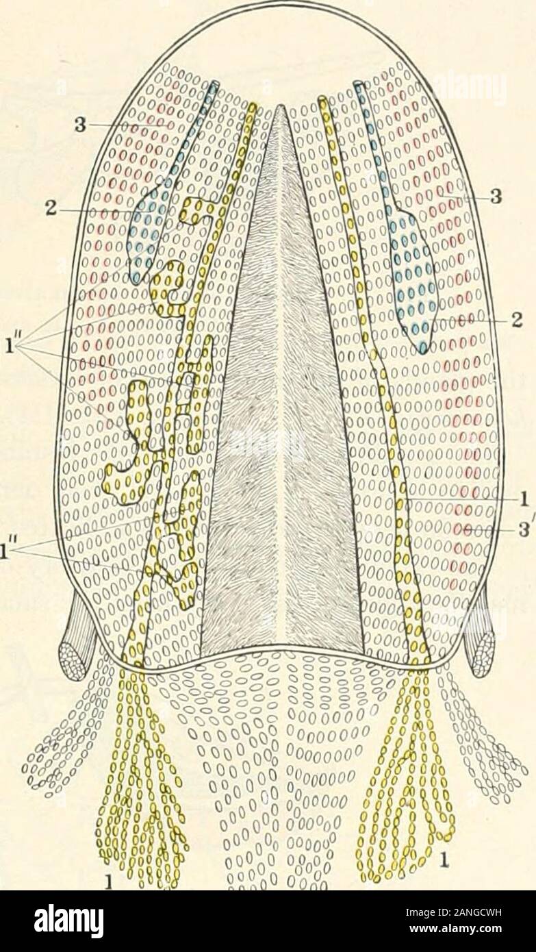 Lingual nerve hi-res stock photography and images - Alamy