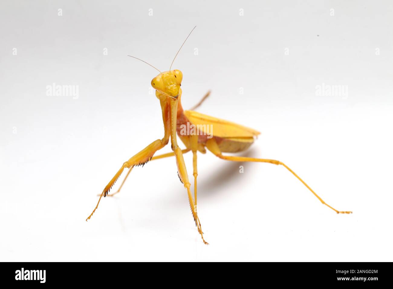 Giant Asian Yellow Praying Mantis (Hierodula membranacea) isolated on ...
