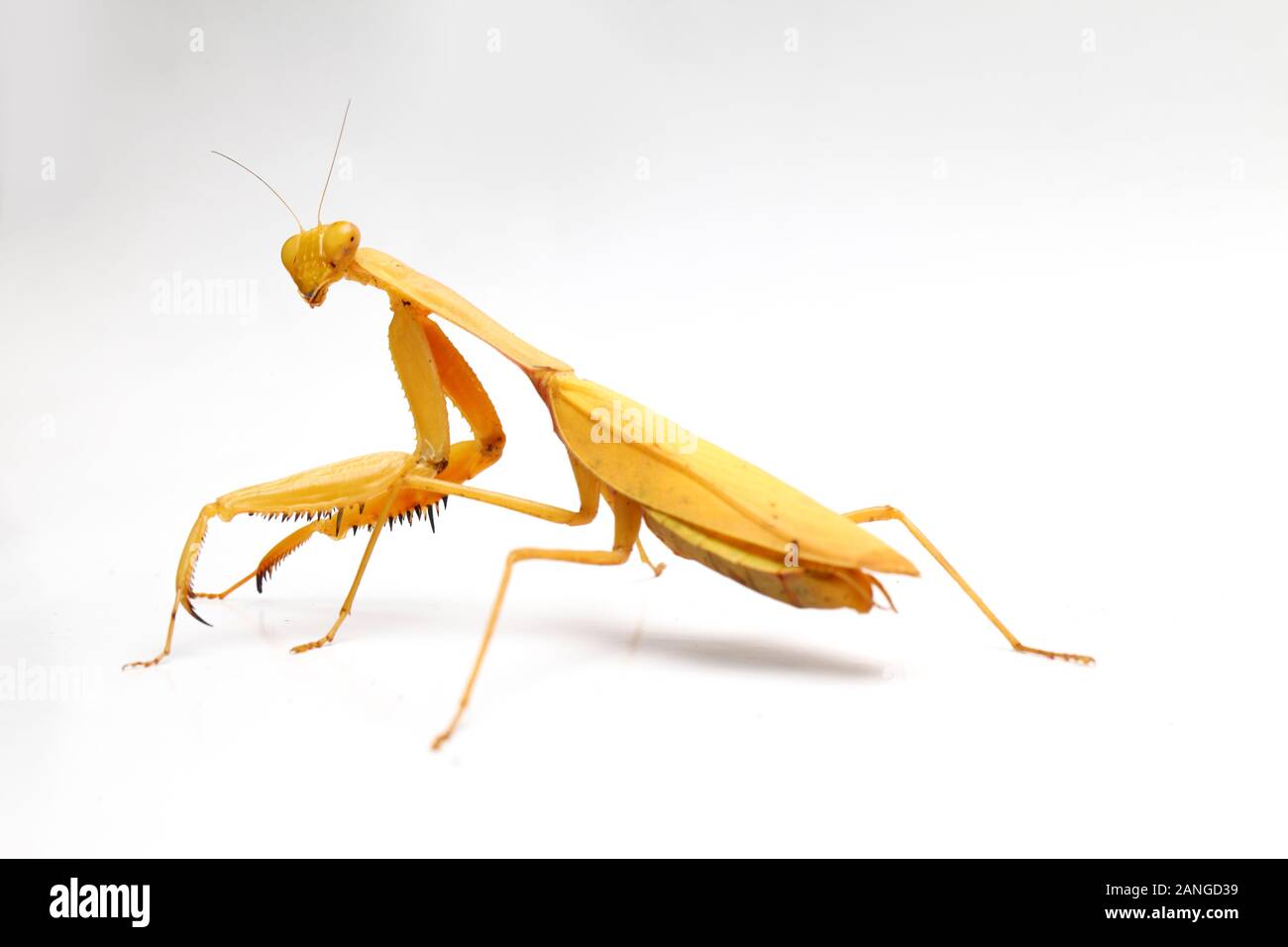 Giant Asian Yellow Praying Mantis (Hierodula membranacea) isolated on ...