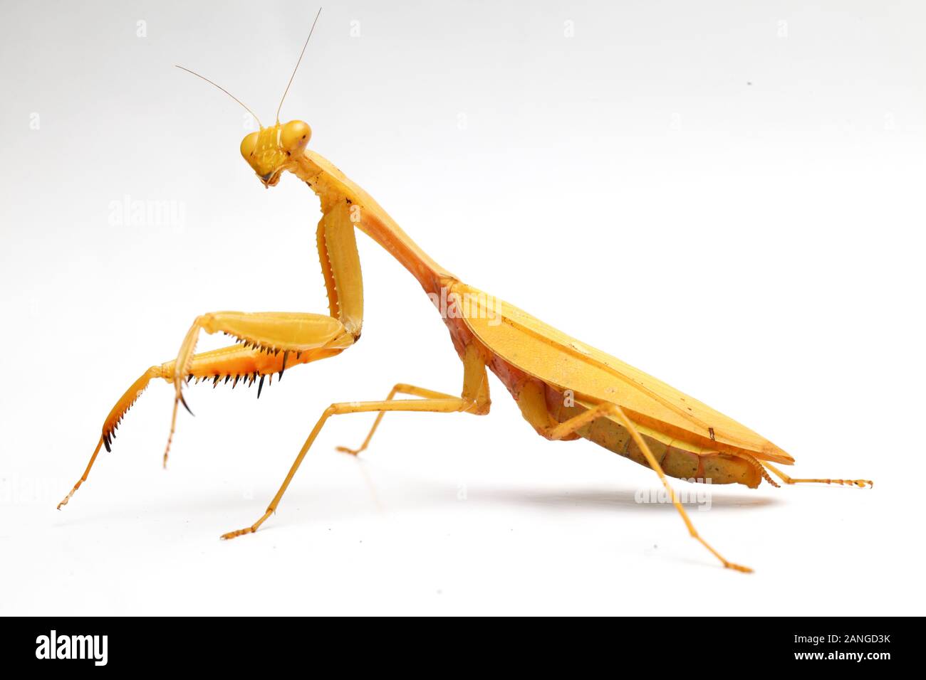 Giant Asian Yellow Praying Mantis (Hierodula membranacea) isolated on ...