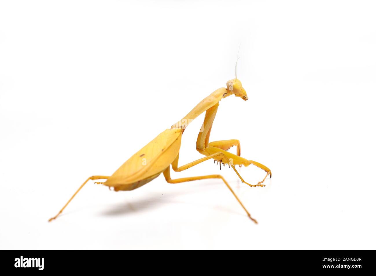 Giant Asian Yellow Praying Mantis (Hierodula membranacea) isolated on ...