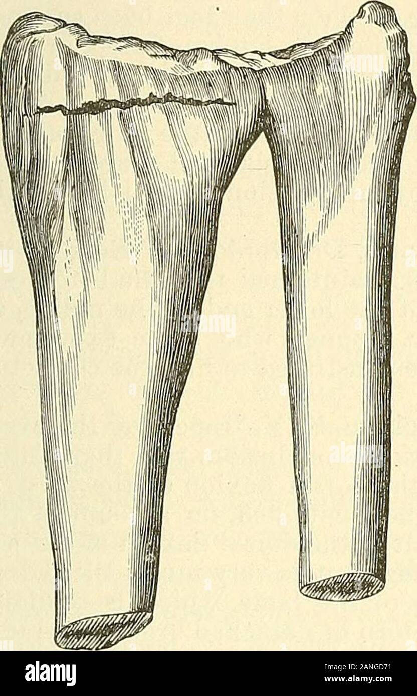 Cadaver dissection hi-res stock photography and images - Alamy