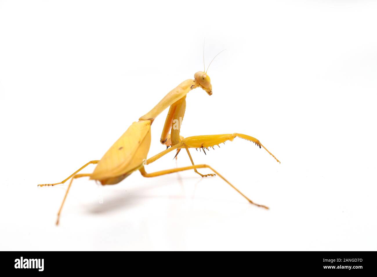 Giant Asian Yellow Praying Mantis (Hierodula membranacea) isolated on ...