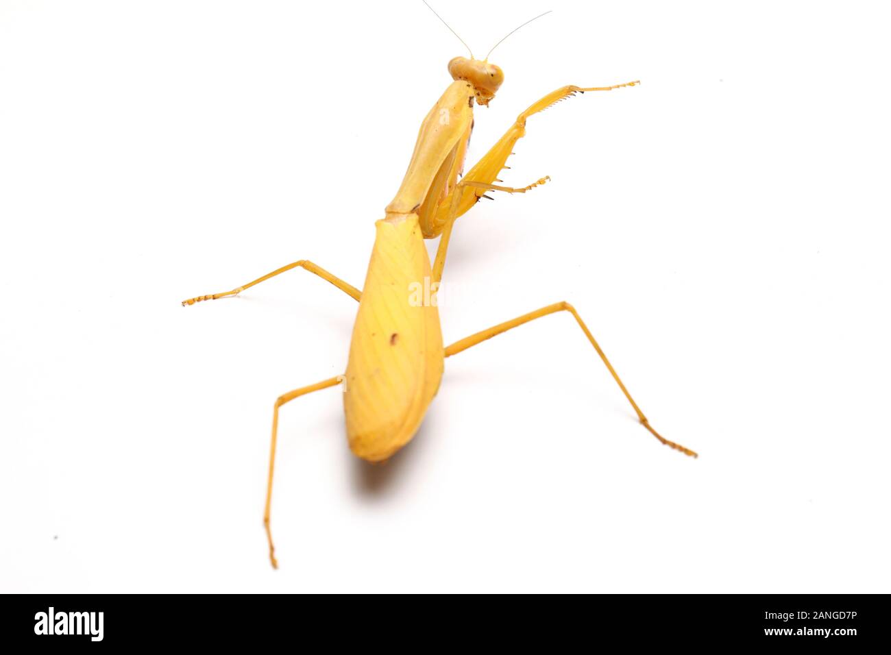 Giant Asian Yellow Praying Mantis (Hierodula membranacea) isolated on ...