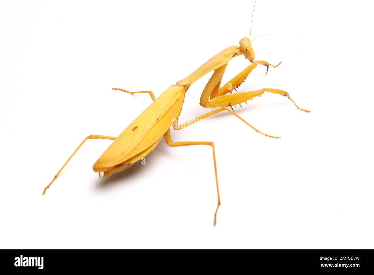 Giant Asian Yellow Praying Mantis (Hierodula membranacea) isolated on ...