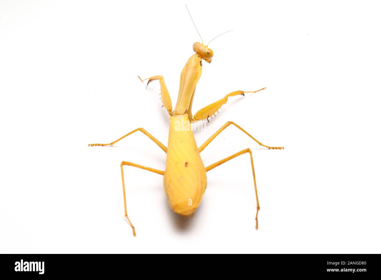 Giant Asian Yellow Praying Mantis (Hierodula membranacea) isolated on ...