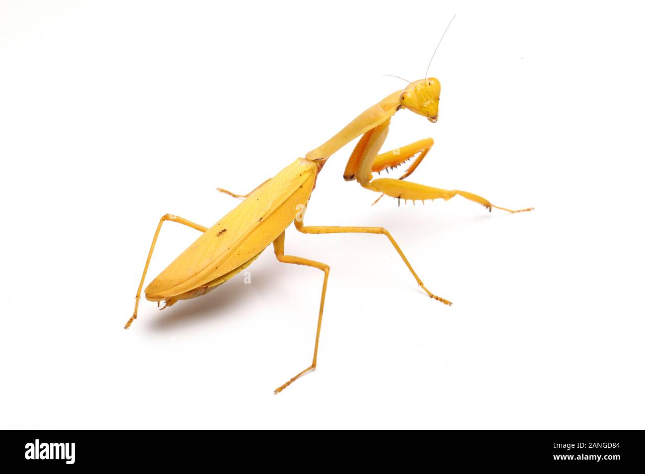 Giant Asian Yellow Praying Mantis (Hierodula membranacea) isolated on ...