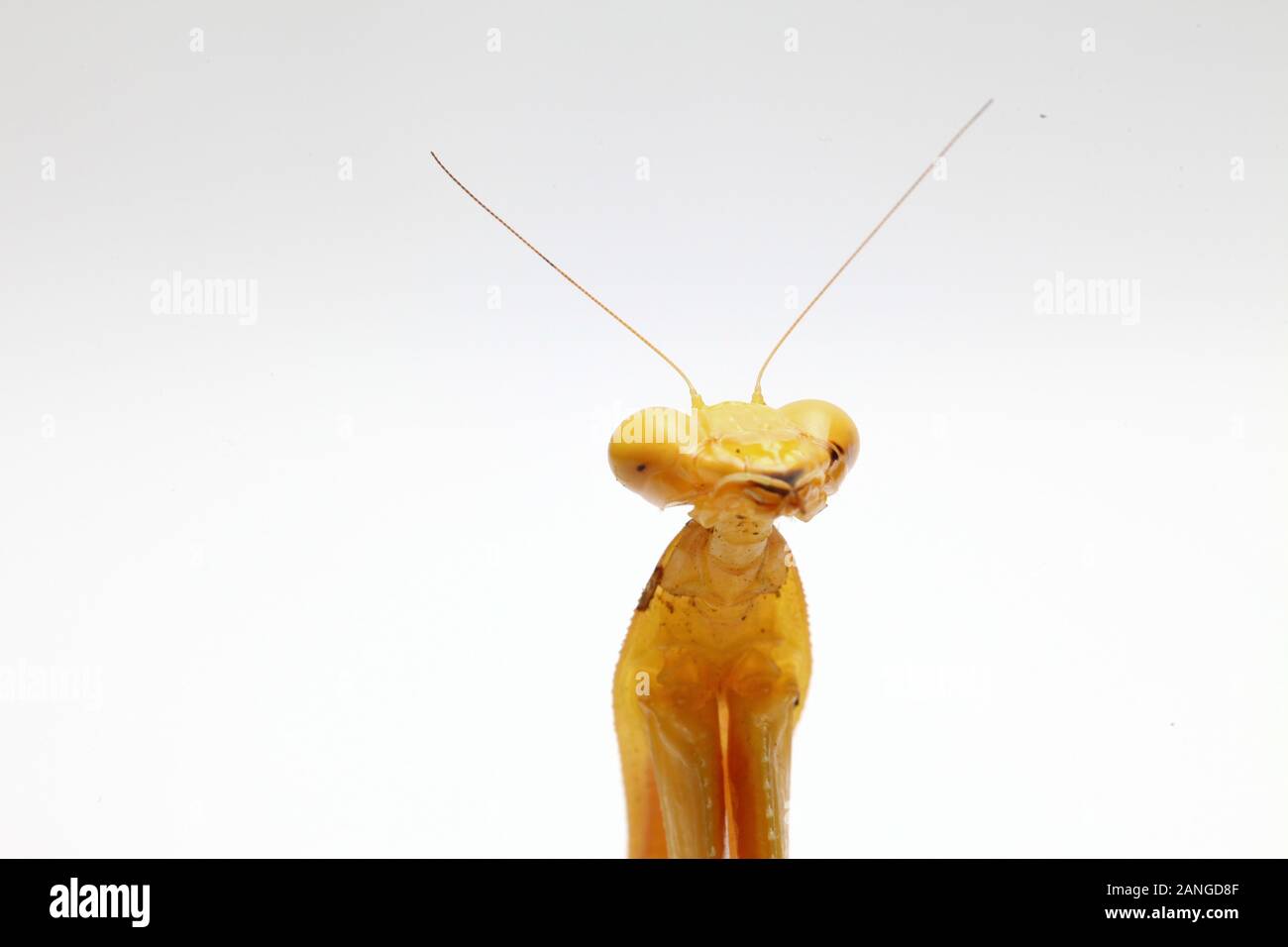 Giant Asian Yellow Praying Mantis (Hierodula membranacea) isolated on ...