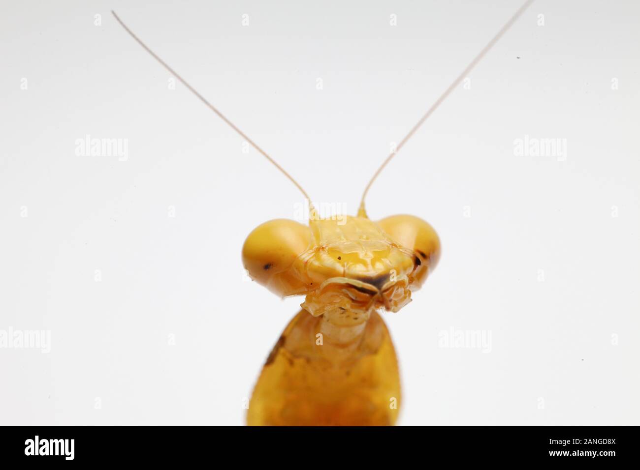 Giant Asian Yellow Praying Mantis (Hierodula membranacea) isolated on ...