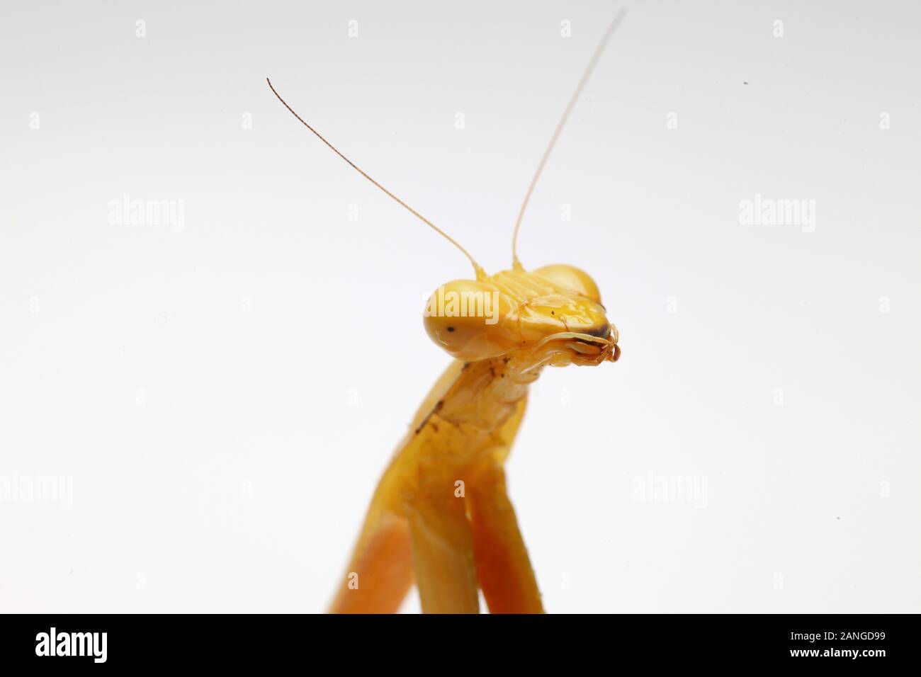 Giant Asian Yellow Praying Mantis (Hierodula membranacea) isolated on ...