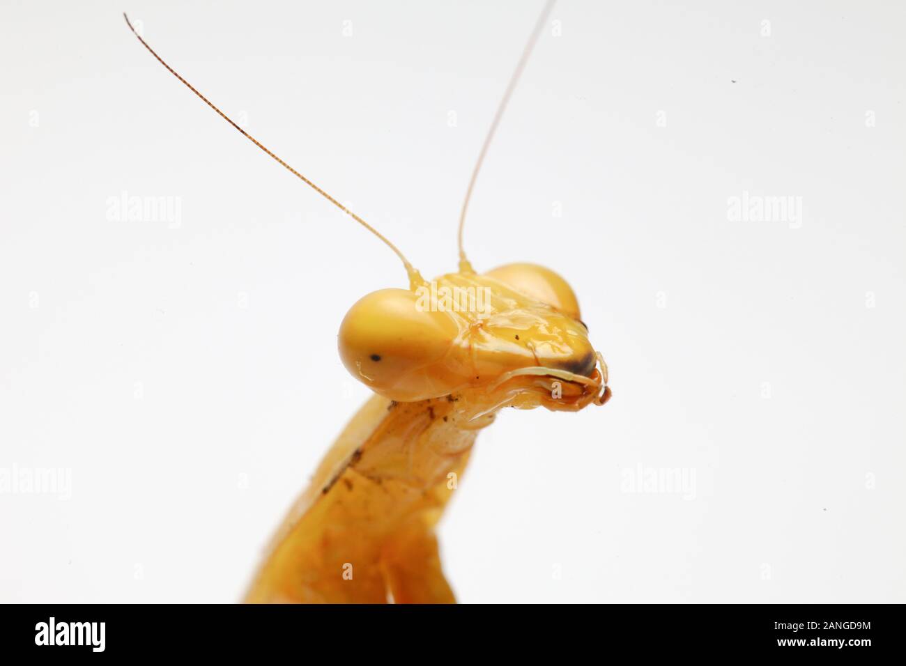 Giant Asian Yellow Praying Mantis (Hierodula membranacea) isolated on ...