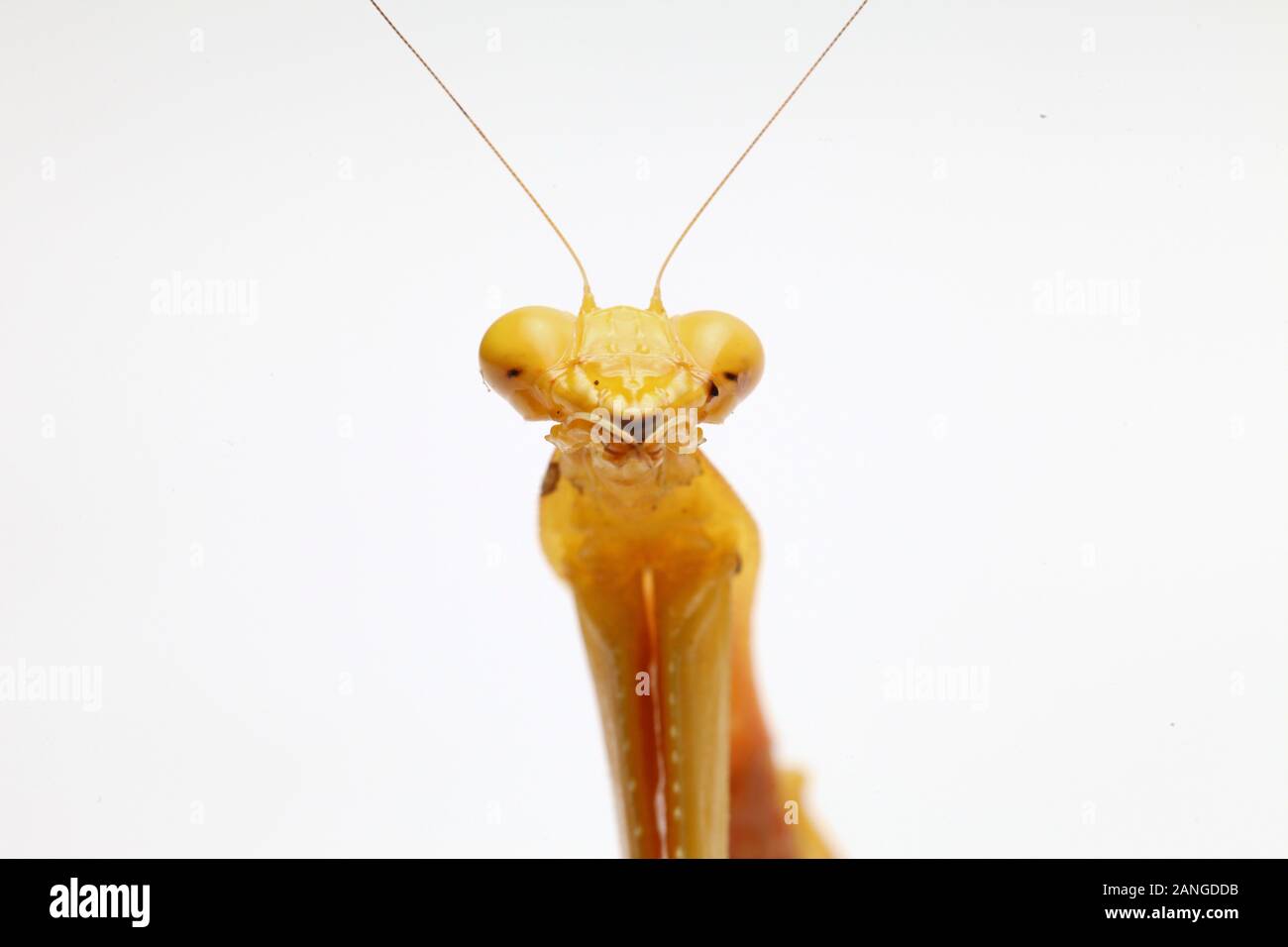 Giant Asian Yellow Praying Mantis (Hierodula membranacea) isolated on ...