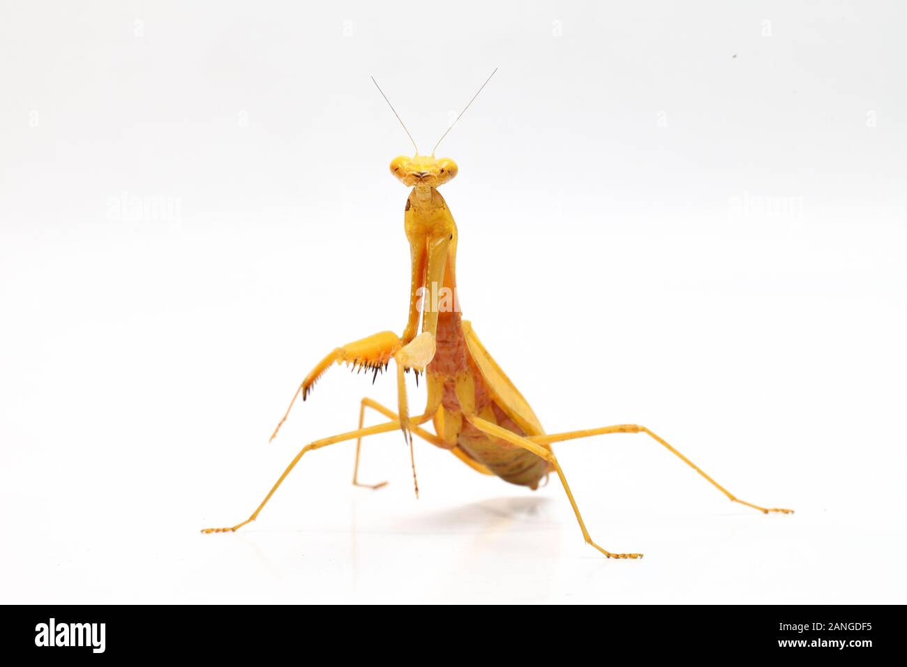 Giant Asian Yellow Praying Mantis (Hierodula membranacea) isolated on ...